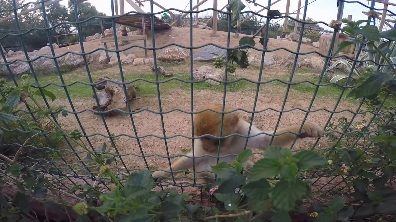 Attica Zoo Park Greece - YouTube
