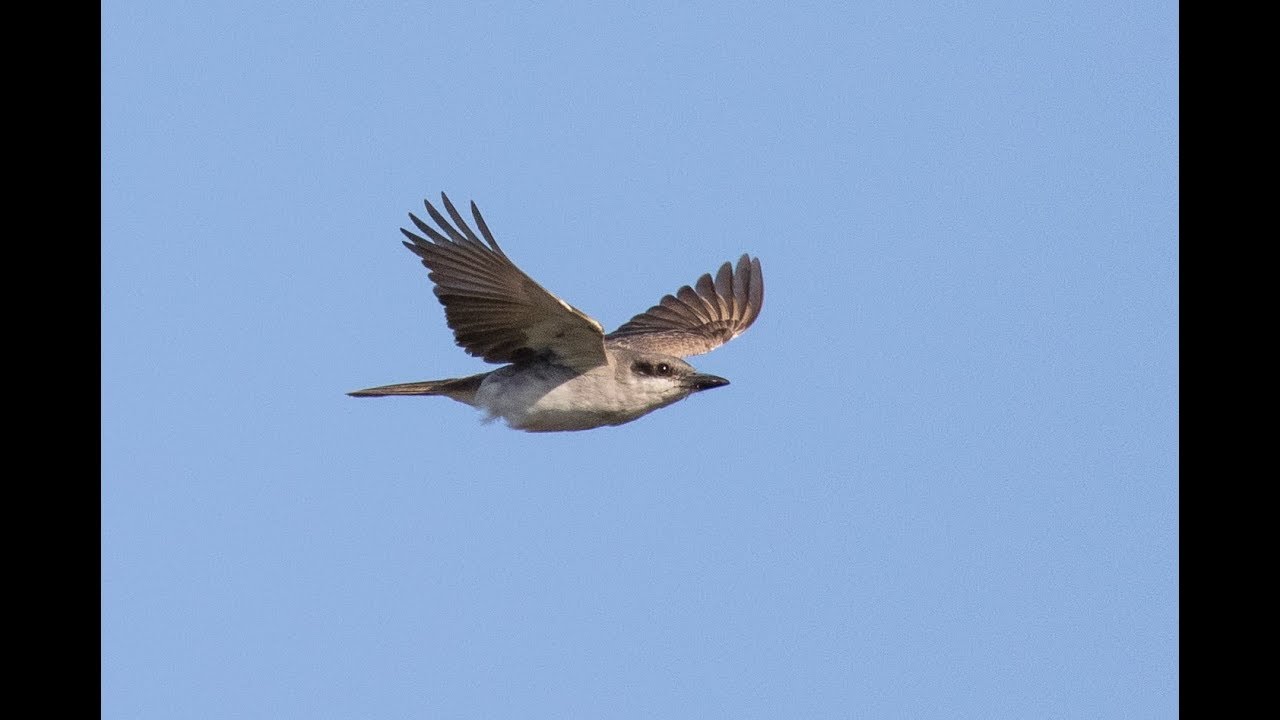 Gray Kingbird, Cape May, NJ 11-28-17 - YouTube