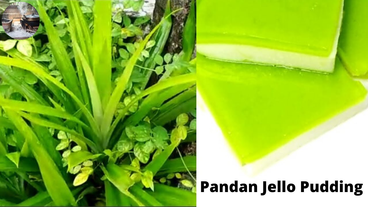 Pandan Jello Pudding || Pandan desert || Polau Patar pudding - YouTube