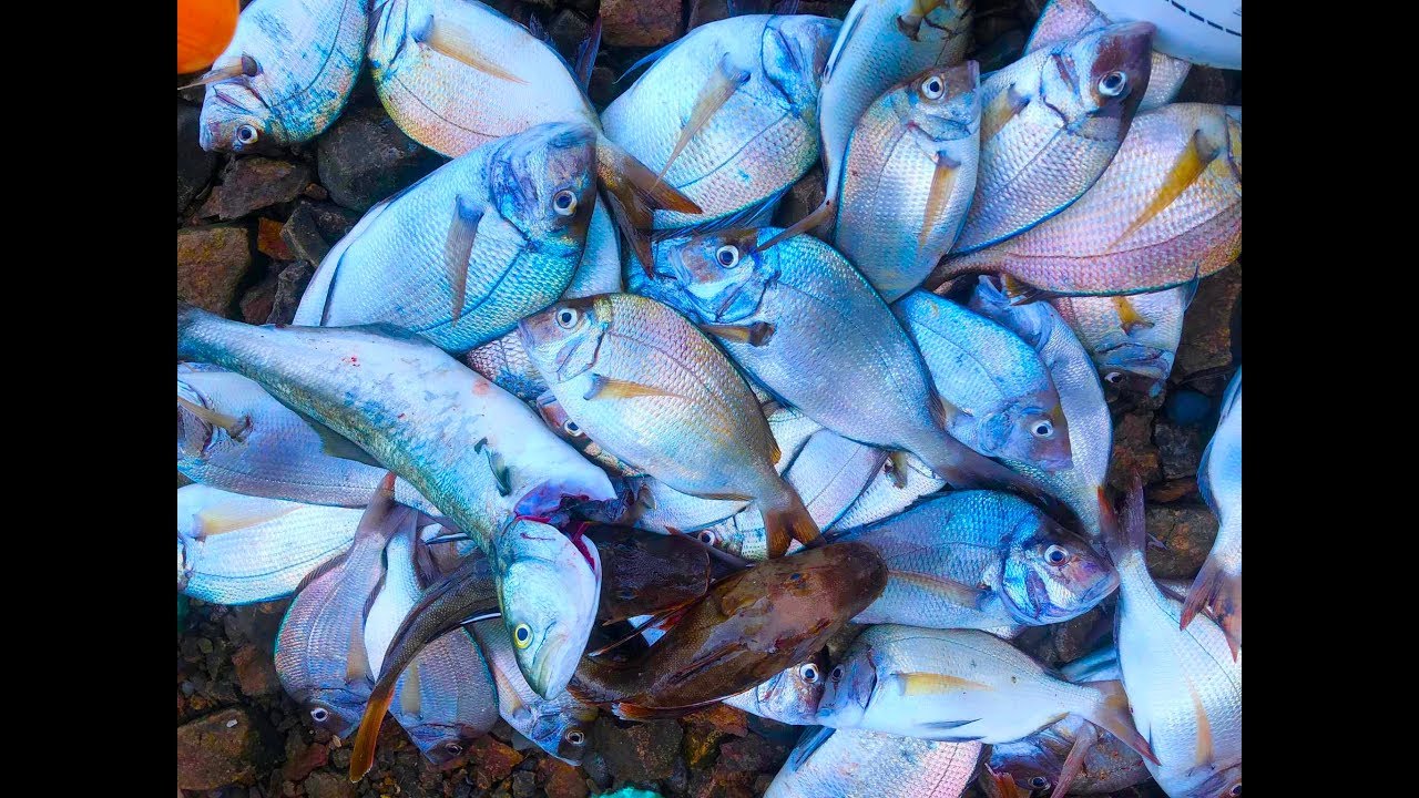 ATLANTIC OCEAN Fishing Trip. SCUPS, BLUE FiSH, & Sea ROBINs #RoadTrip ...