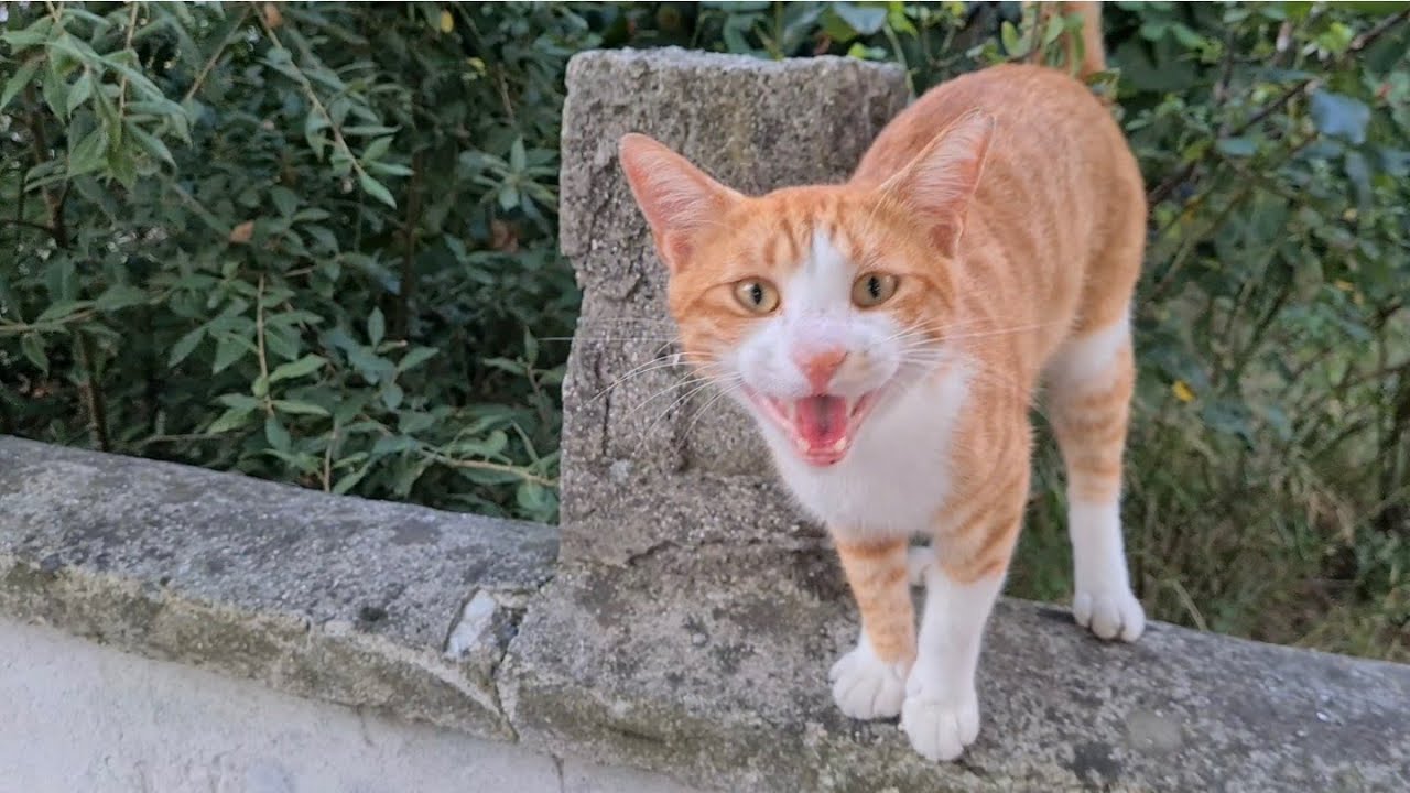 Hungry stray cats meow loudly and ask for food. - YouTube
