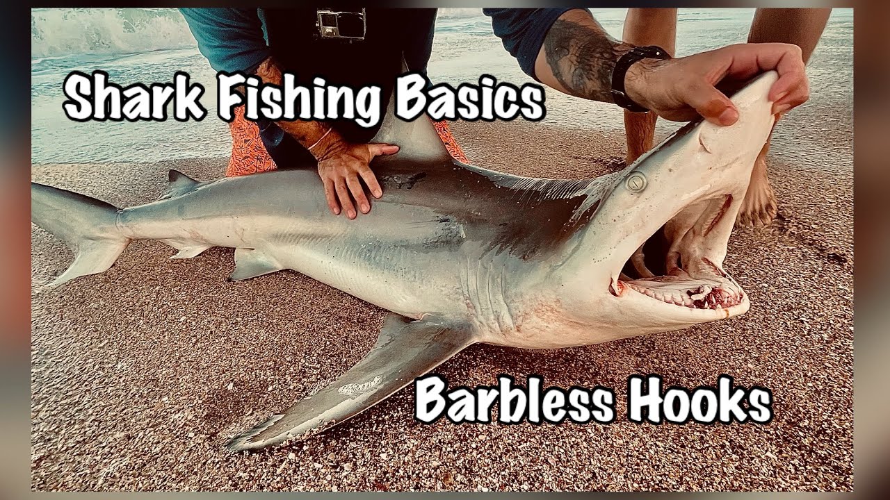 Shark Fishing Basics - Barbless hooks for Shark Fishing - YouTube