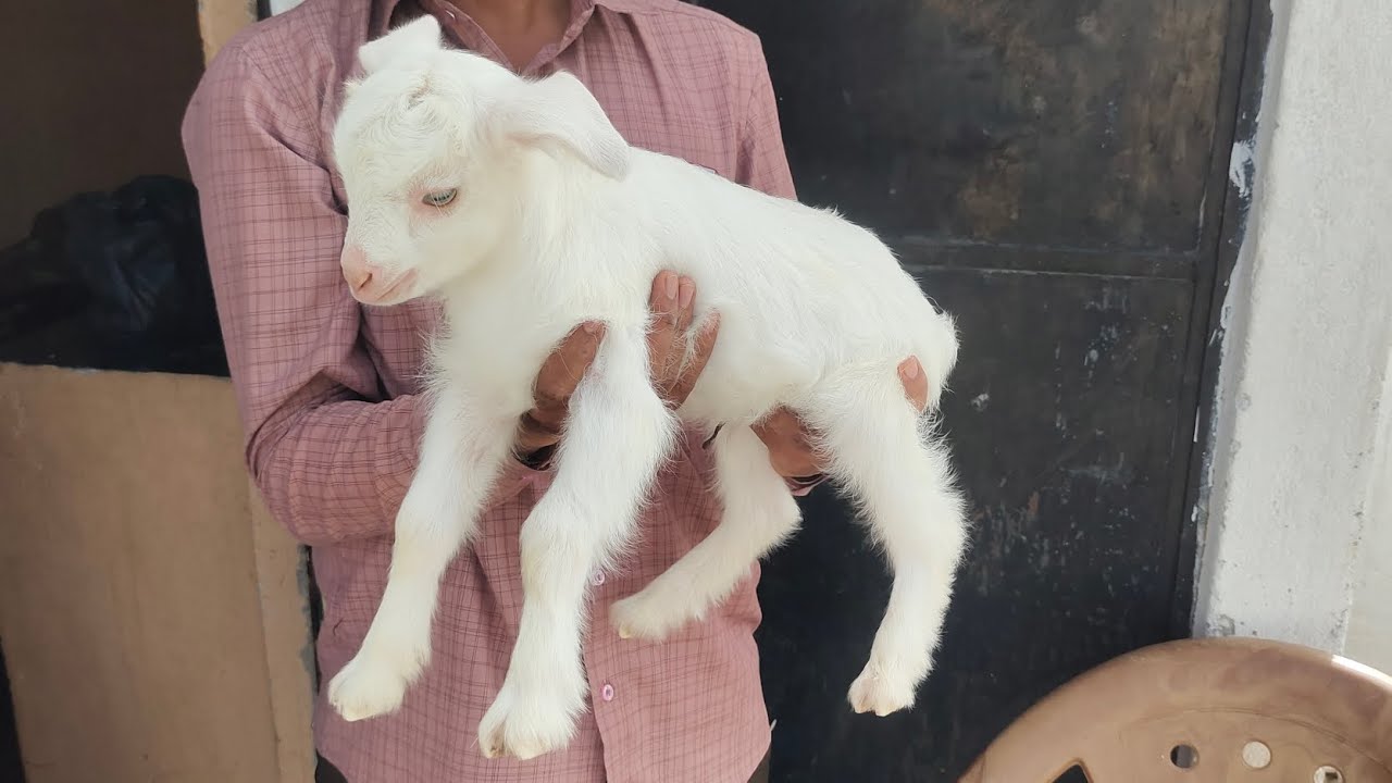 zing bakra aur short size bantam Goats available in Hyderabad M M ...