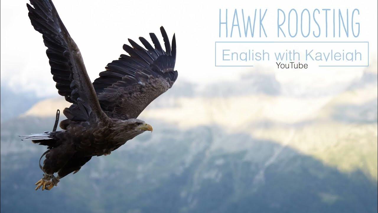 Hawk Roosting | Ted Hughes | Poetry Analysis | GCSE Literature ...