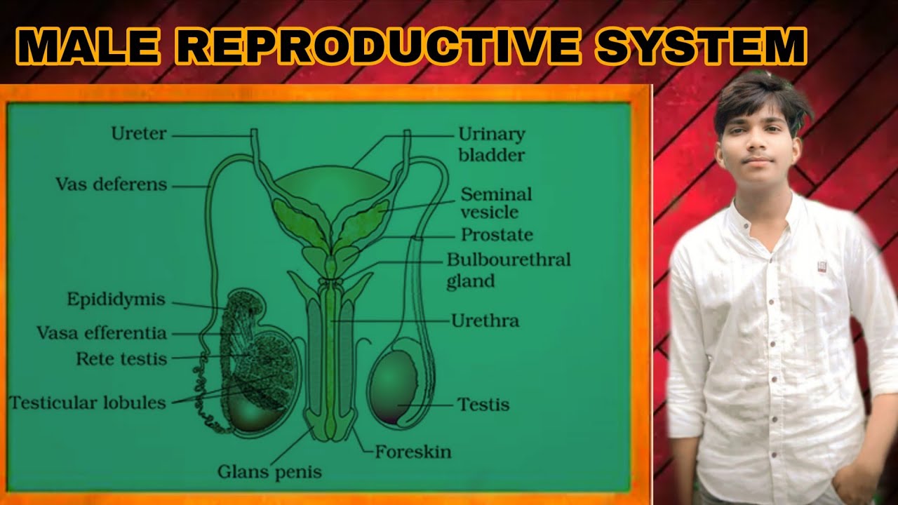 MALE REPRODUCTIVE SYSTEM FULL EXPLANATION EASY WAY II - YouTube