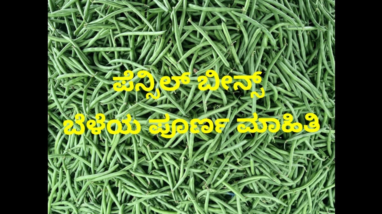 ಪೆನ್ಸಿಲ್ ಬೀನ್ಸ್ ಬೆಳೆಯ ಪೂರ್ಣ ಮಾಹಿತಿ | full information about pencil ...