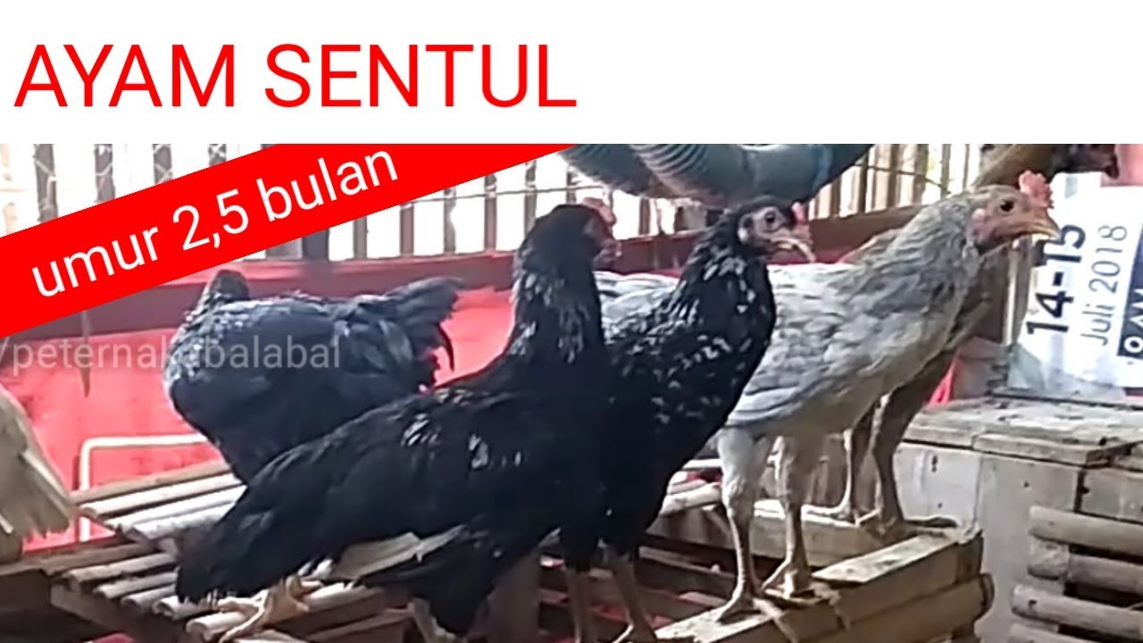 Ayam kampung umur 2 bulan setengah ini jenis SENTUL - YouTube
