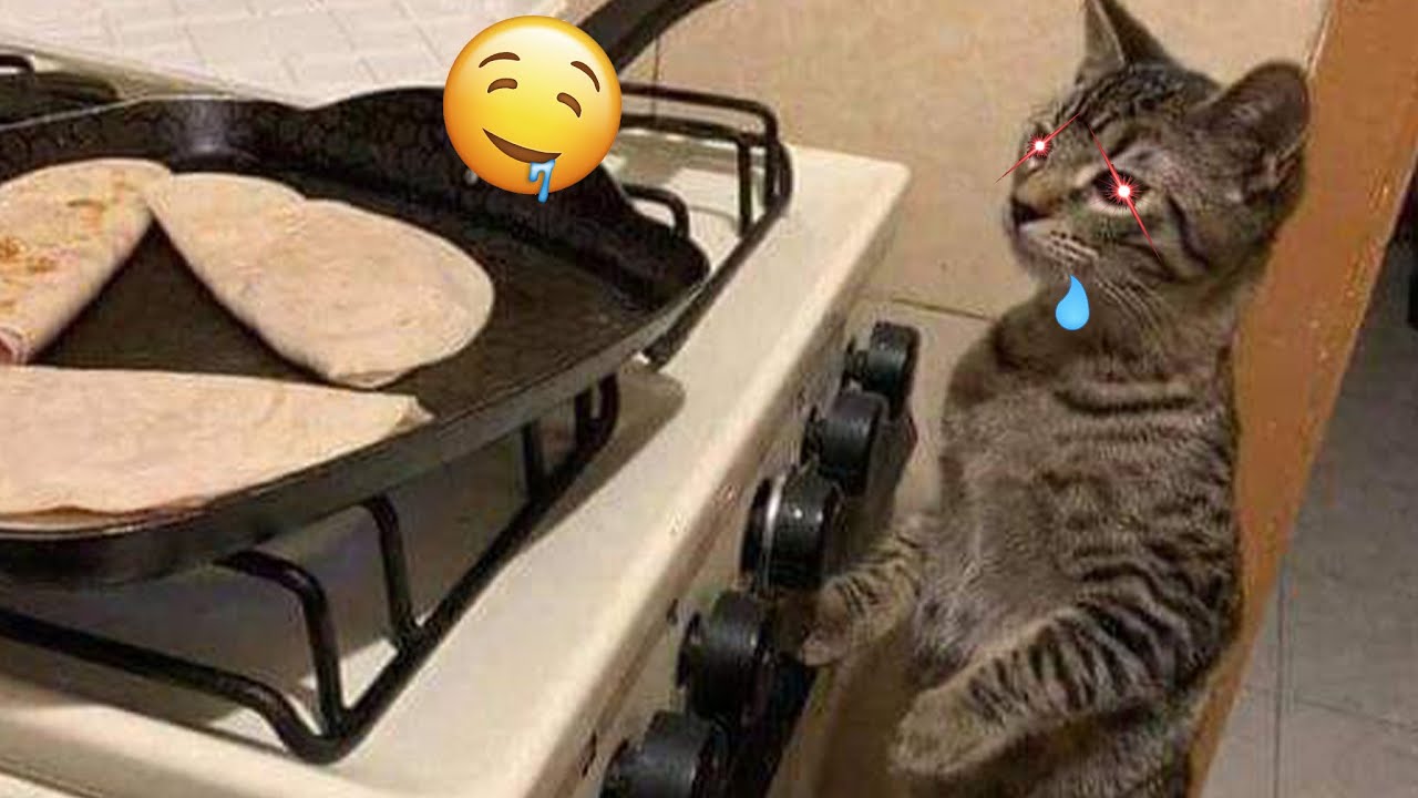 Someone please teach me how to deal with these destructive cats - YouTube