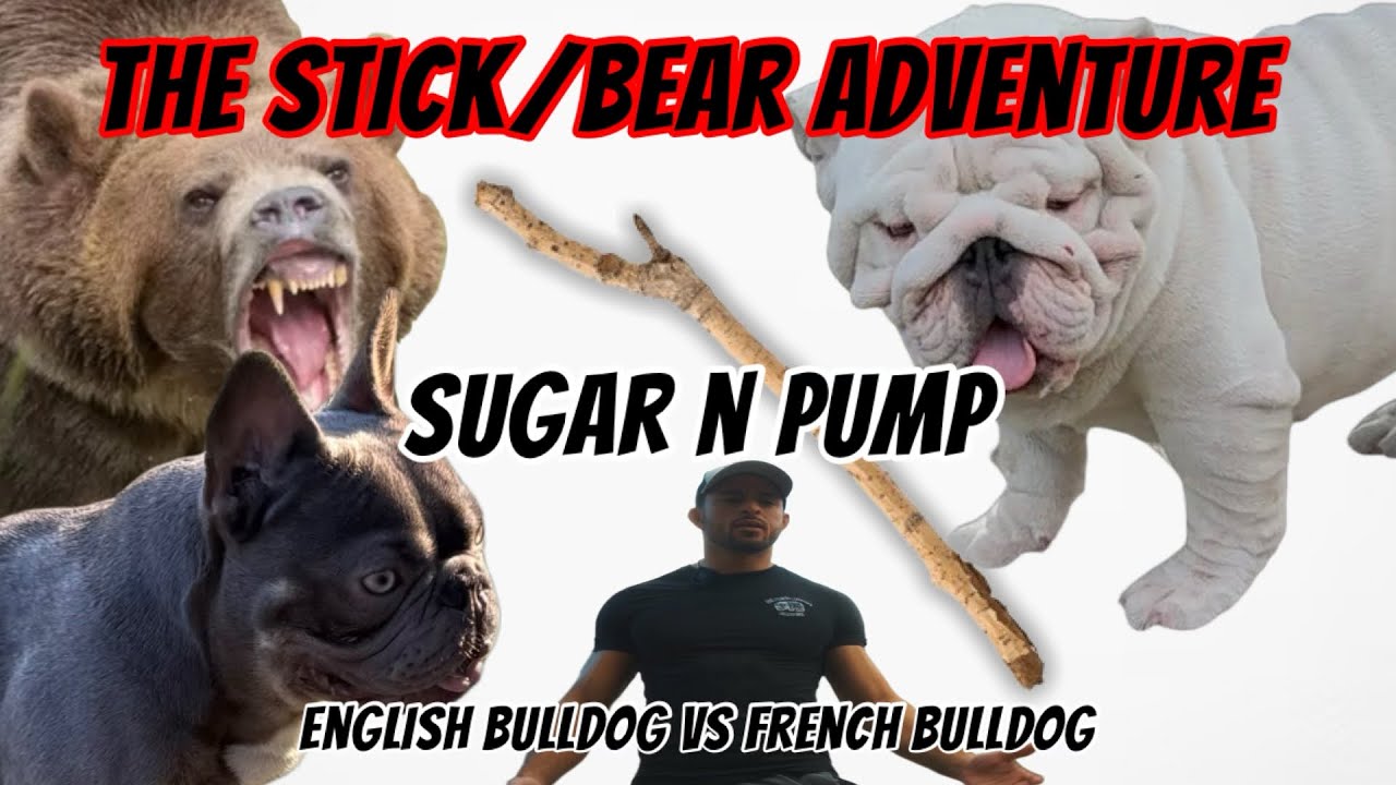 Sugar N Pump the Stick / Bear Adventure. Mini English Bulldog vs French ...