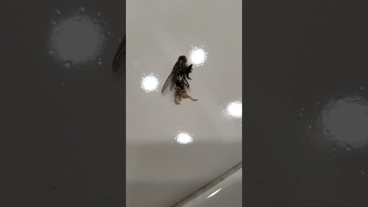 Live Larvae Escaping From Dead Flesh Fly - YouTube