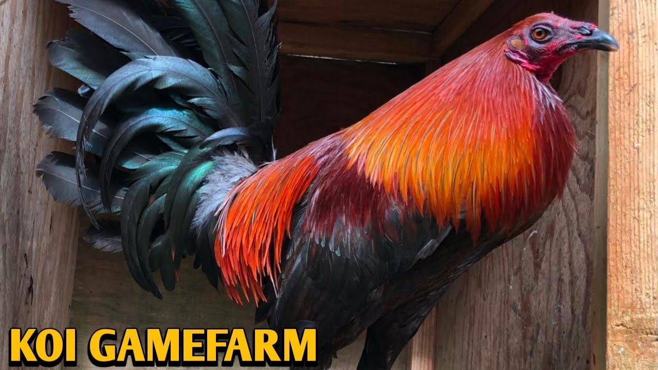 Hatch Dan Gray Roundhead Claret - KOI FARM - YouTube