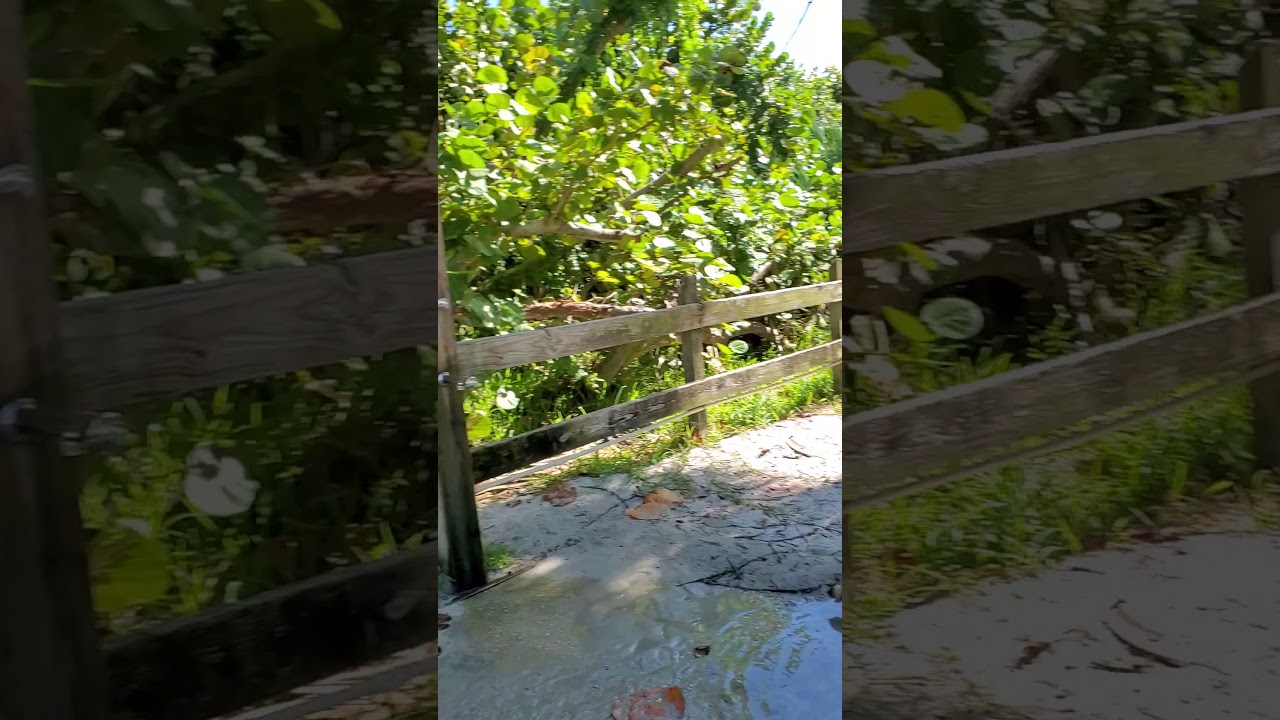 Mapache en la playa. Key biscayne Miami, raccoon around beach. - YouTube