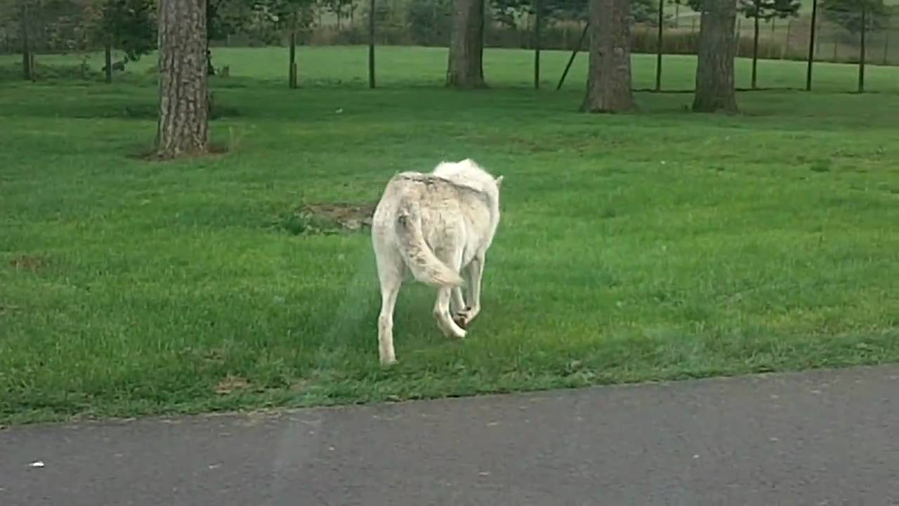 Wolves at Longleat Safari Park - YouTube