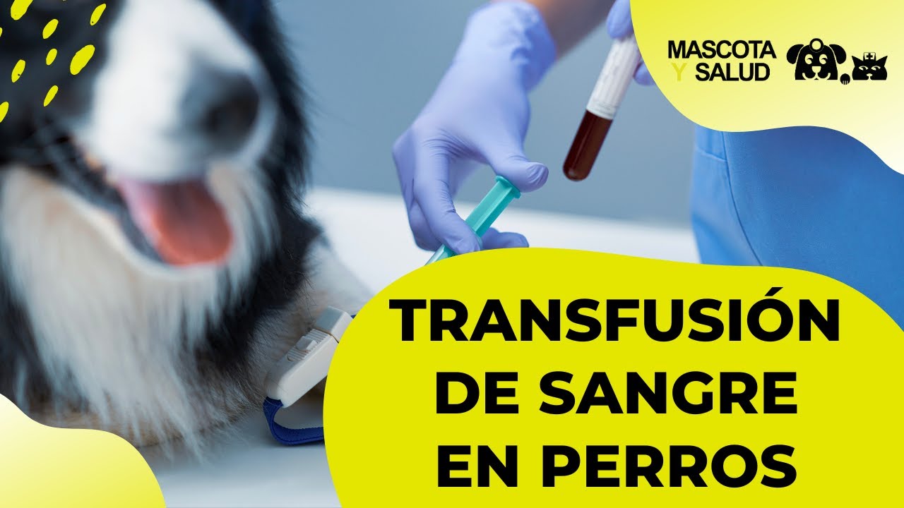 Transfusión de Sangre en #perros - PROCEDIMIENTO VETERINARIO | Mascota ...