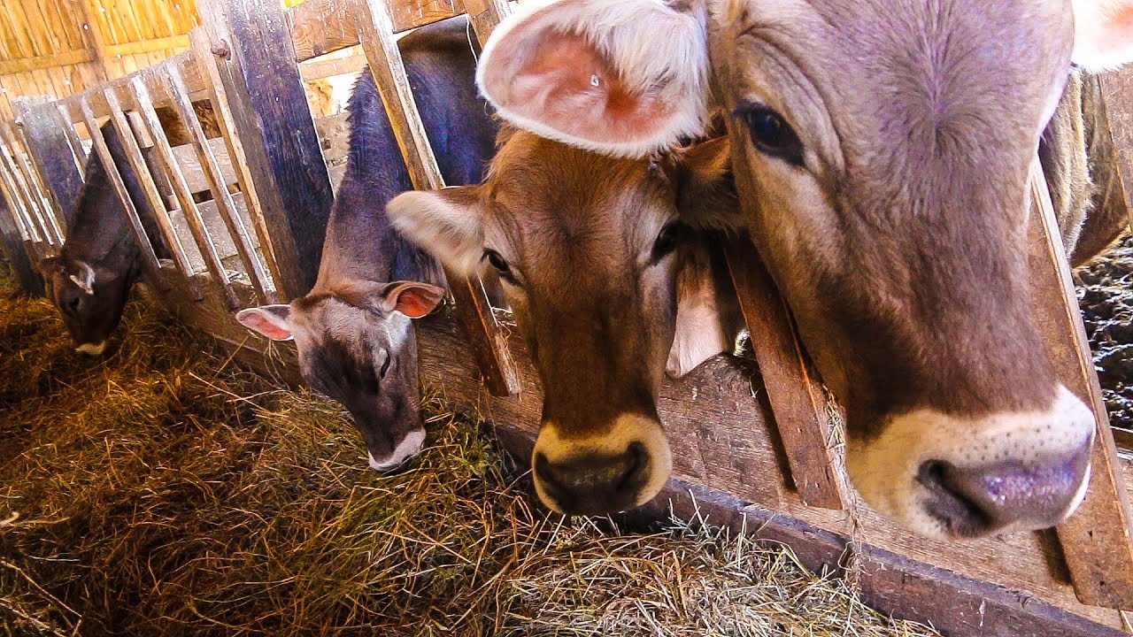 Making friends with cows - YouTube