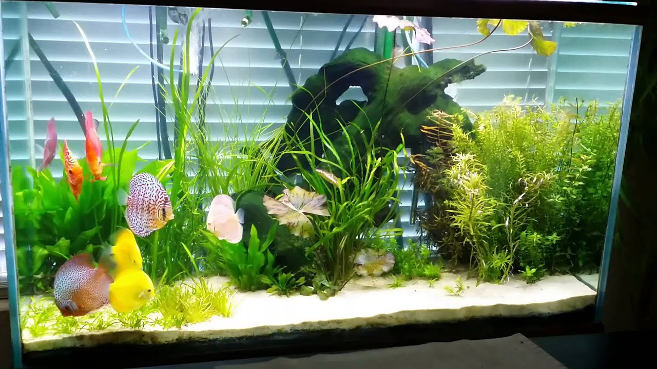 90 gallon planted discus tank after plant trimming - YouTube