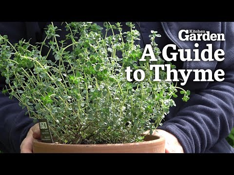 How To Harvest Thyme After Flowering