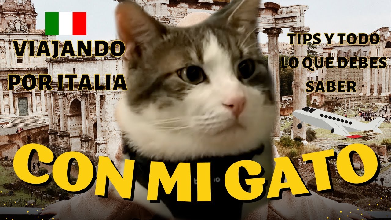 ¡VIAJANDO CON MI GATO! ️🇮🇹COSAS QUE DEBES SABER #italia #viajar #gatos ...