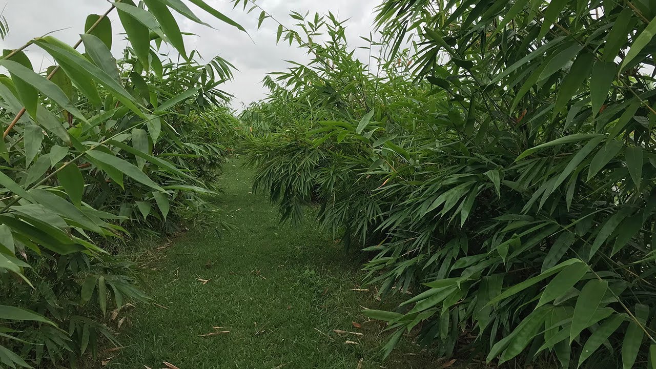 August 2021 Update | Florida Bamboo Farm - YouTube