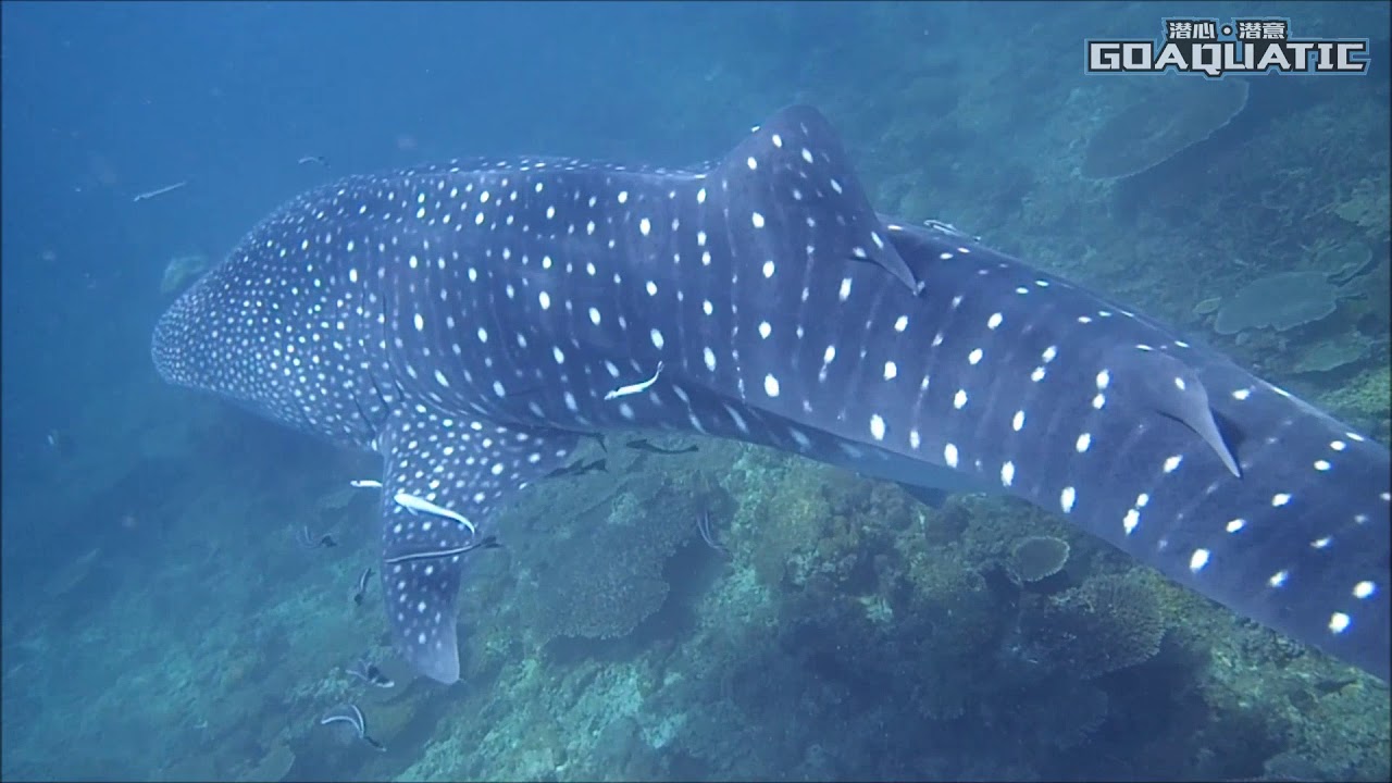 Whale Shark Scuba Diving 10 May 2018 Kota Kinabalu North Borneo Sabah ...