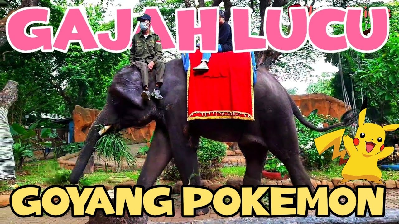 LIHAT GAJAH LUCU GOYANG POKEMON DI KEBUN BINATANG SURABAYA , ELEPHANT ...