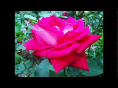 SULTANOV Encores - Chopin Waltz C sharp Minor