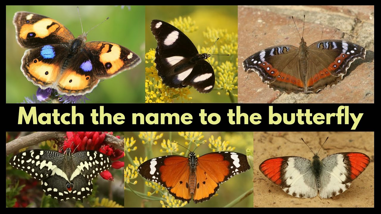 FUN BUTTERFLY QUIZ - match the name to the butterfly - YouTube