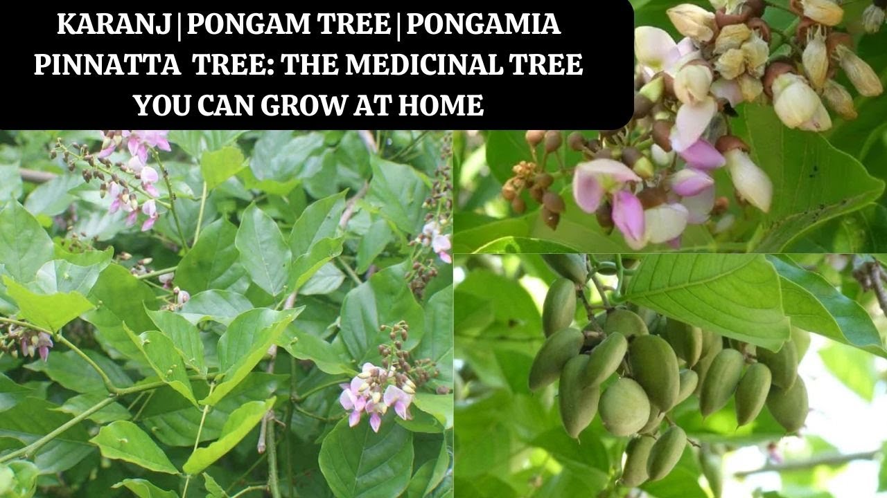 Karanj | Pongam Tree | Pongamia Pinnatta Tree: The Medicinal Tree You ...