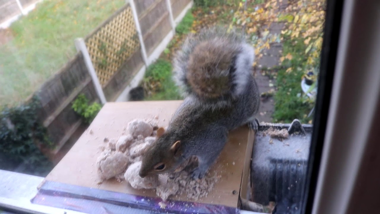 Squirrel on my Window Ledge - YouTube