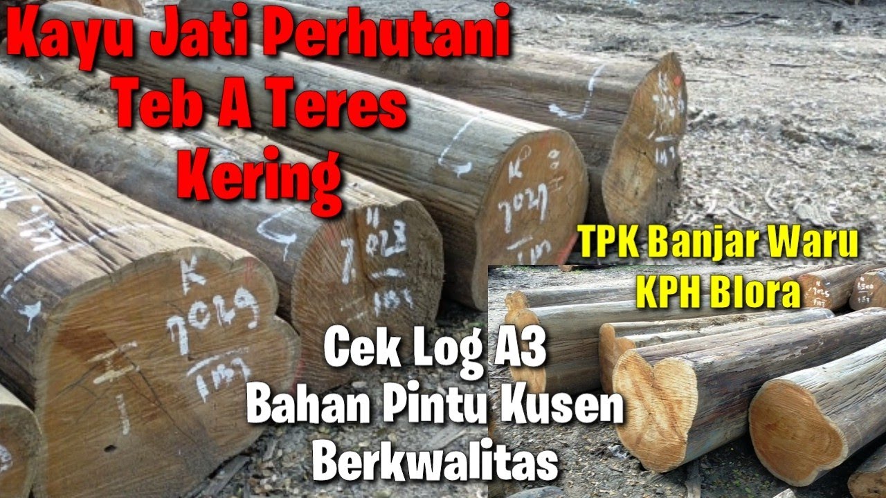 Berburu Bahan Kayu Jati Perhutani Blora Log A3 Tpk Banjar Waru Kph