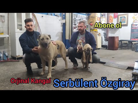 Serbülent Özgiray'dan Kangal Aldım | Harika Bir Dişi Kangal