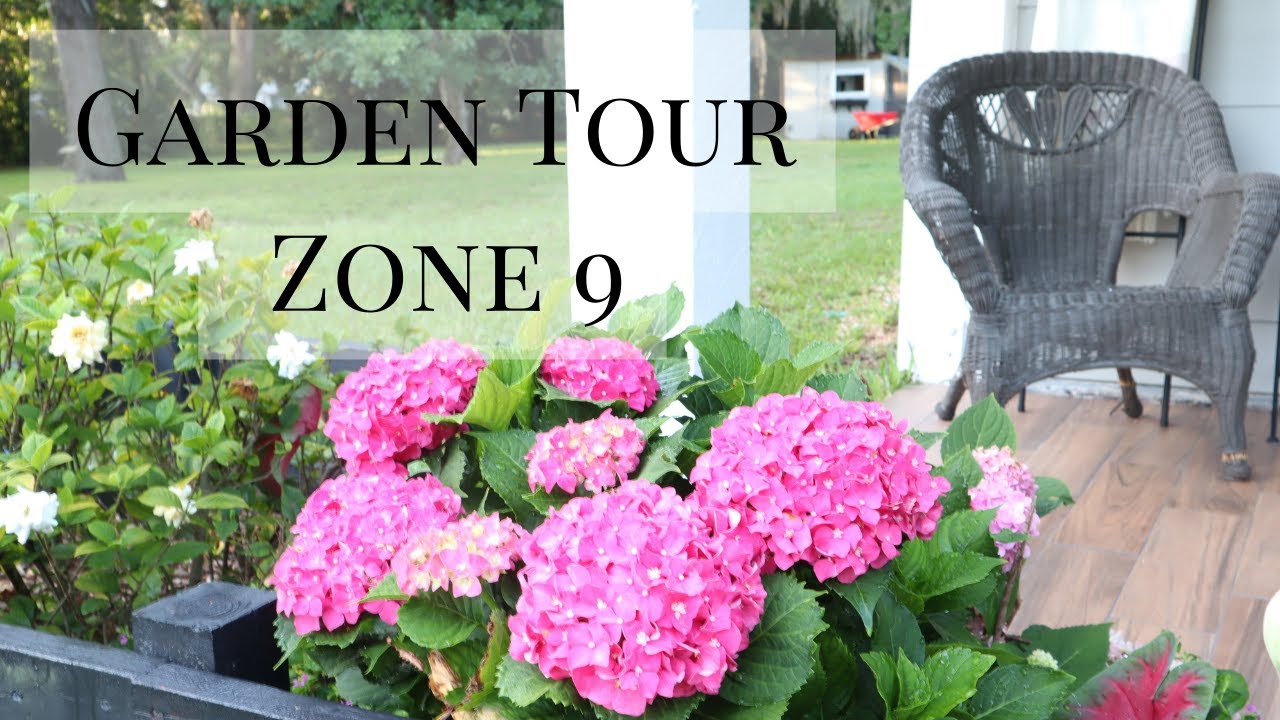 Florida Garden Tour Zone 9b | Hydrangea | Gardenia | Zone 9 Gardening ...