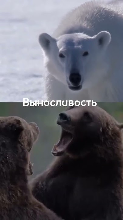 Белый Медведь Vs Медведь Гризли Youtube