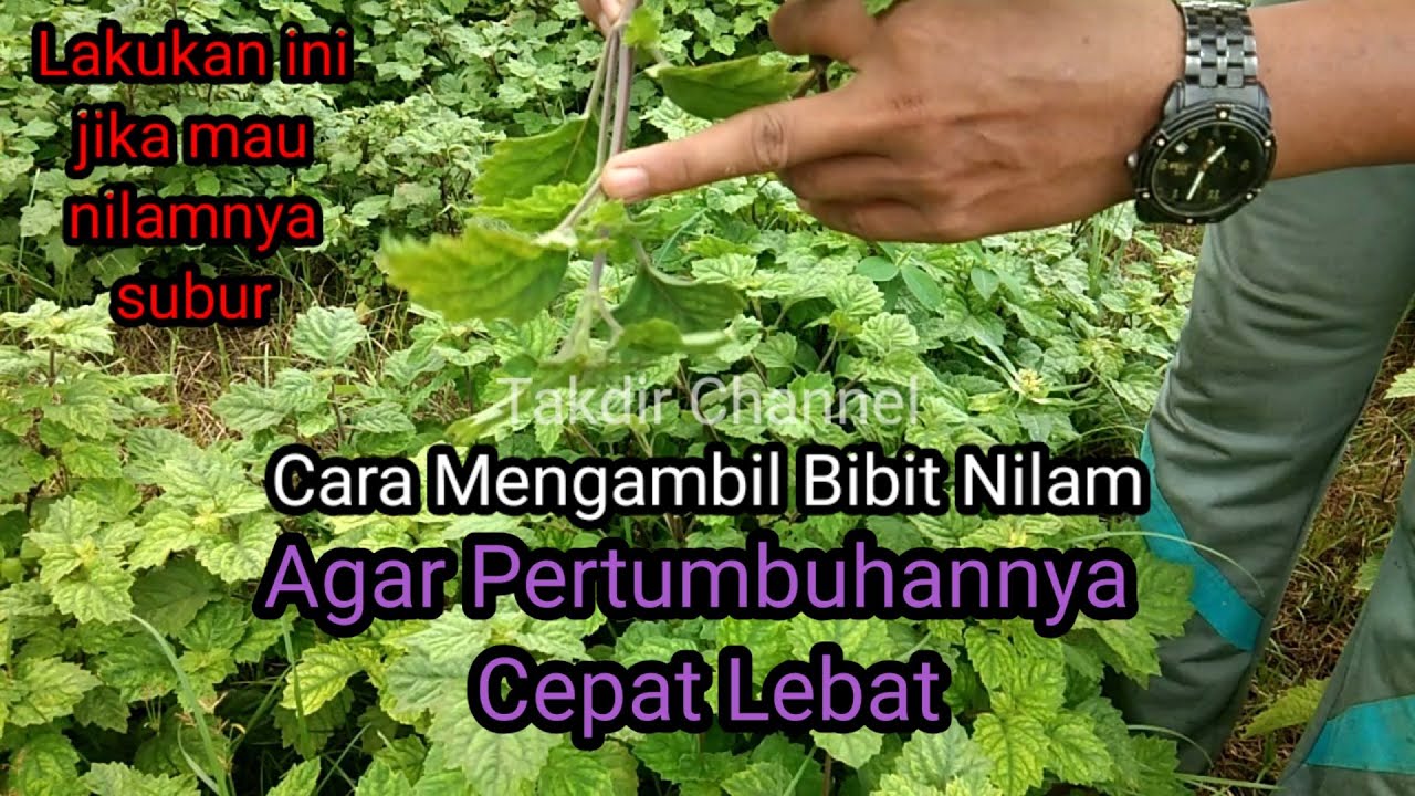 Pertanian || Cara Memilih Bibit Nilam yang Baik Dan Benar Agar Cepat ...