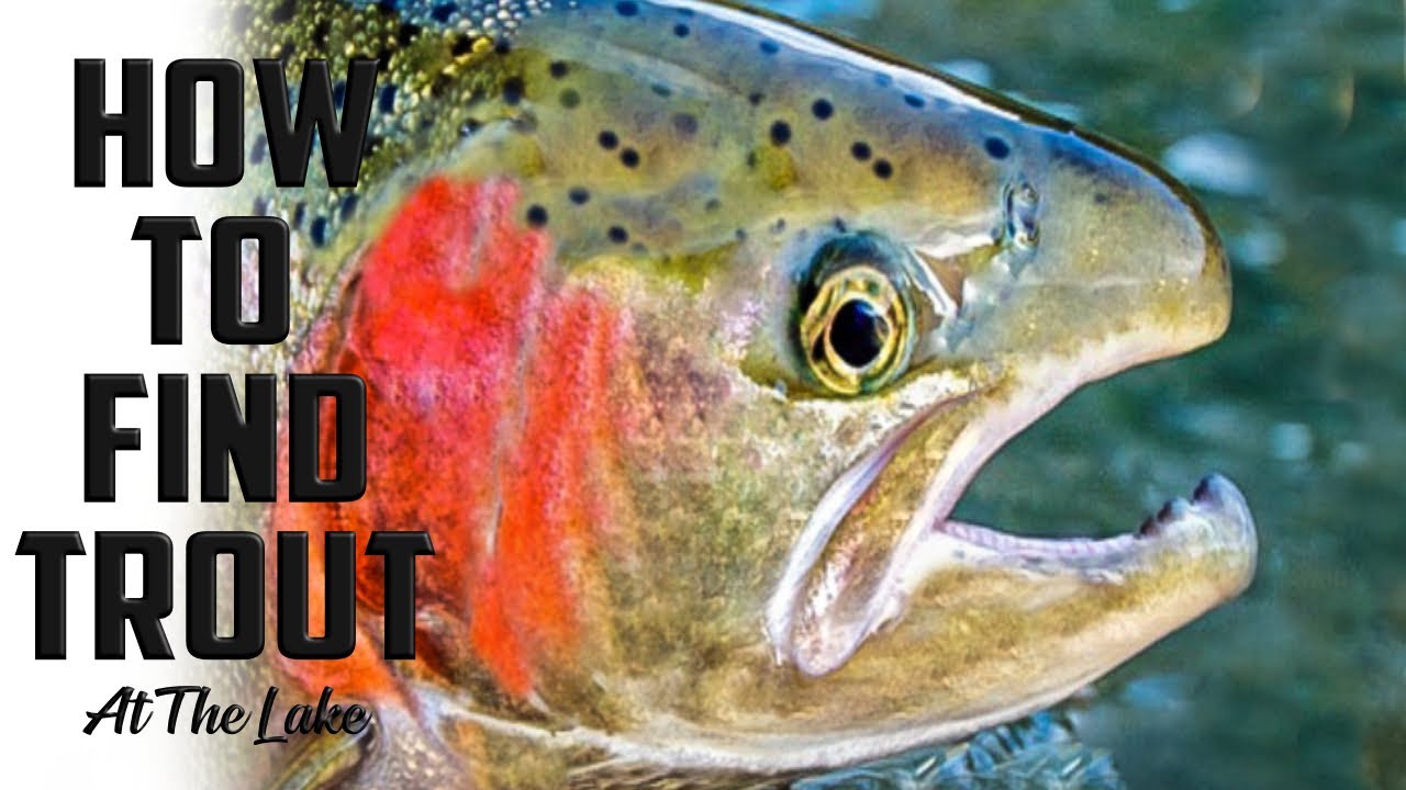 HOW TO FIND TROUT AT A LAKE | FISHING LOCATIONS | TROUT FISHING TIPS ...