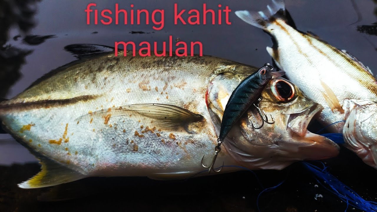 #madminnow 6grams blue sardines/ bicol fishing Adventure - YouTube