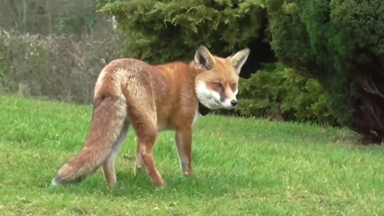 Fox vs dog. Dog tries to play with a fox - YouTube