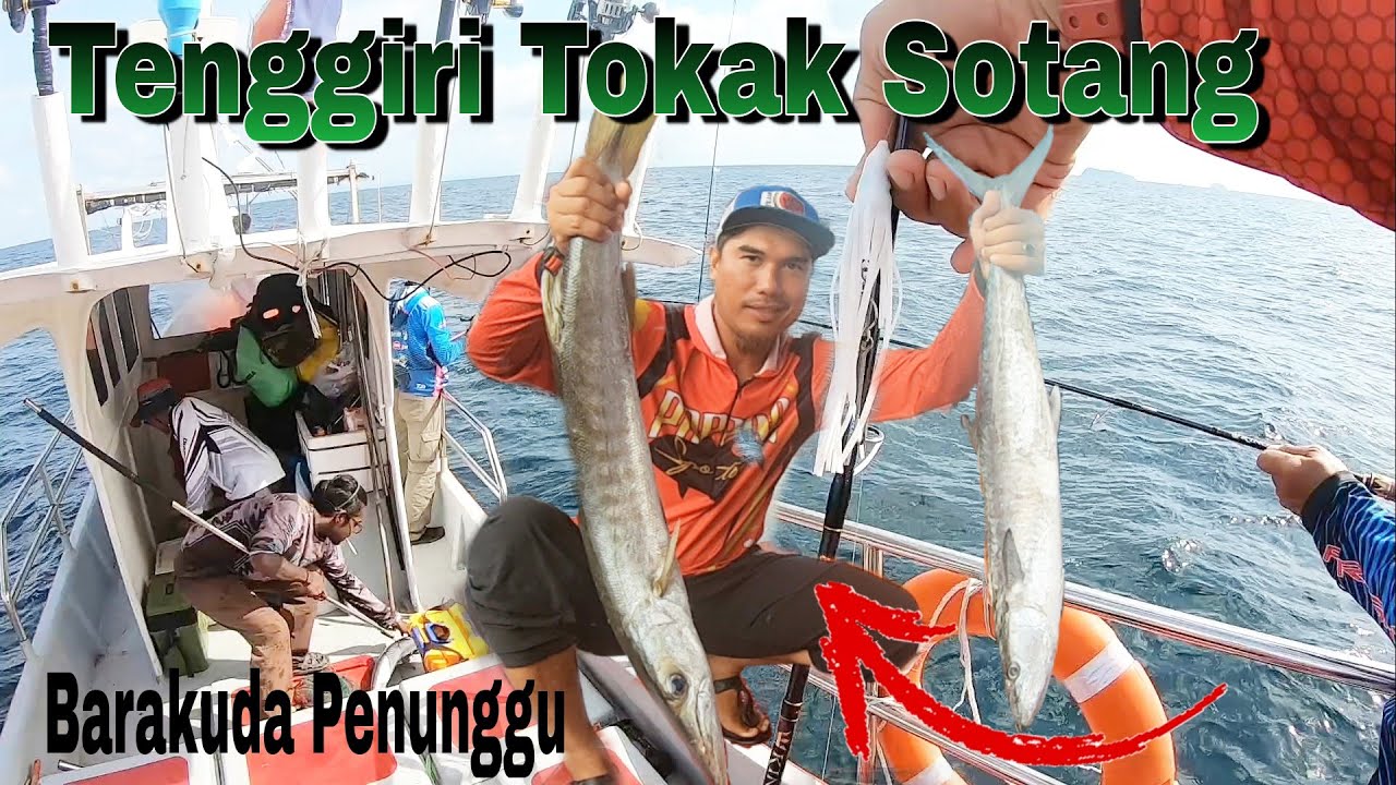 Mancing Tuas Pulau Payar Tenggiri Tokak Sotong Putih & Barakuda Hentam ...