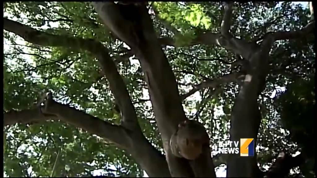 Earpod tree on Keeaumoku St. to be removed - YouTube