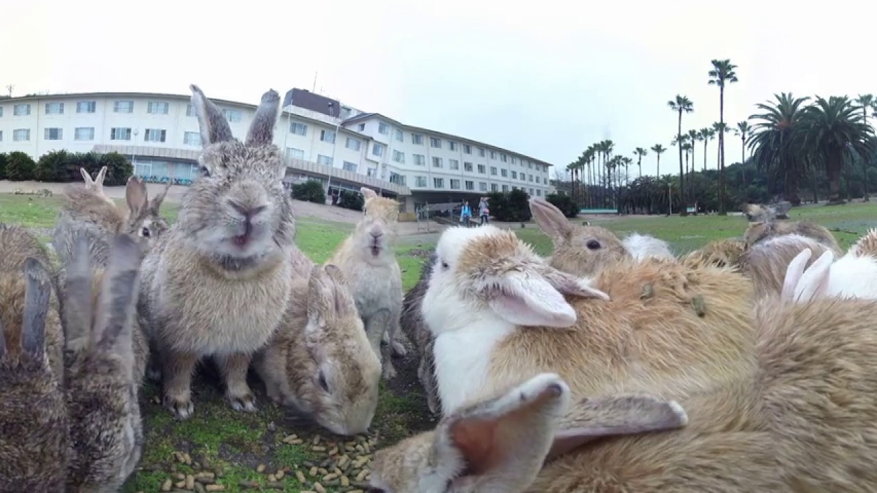 Japanese Rabbit Island 360° - YouTube