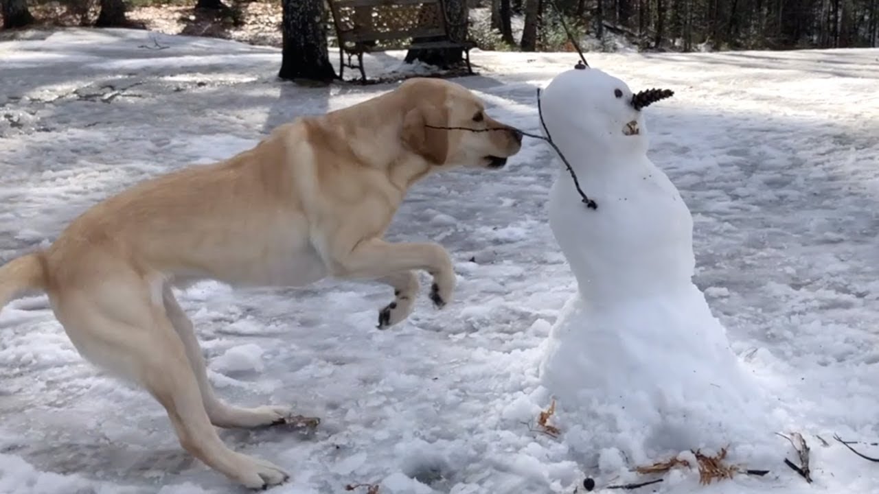 Snowman Left Behind - YouTube