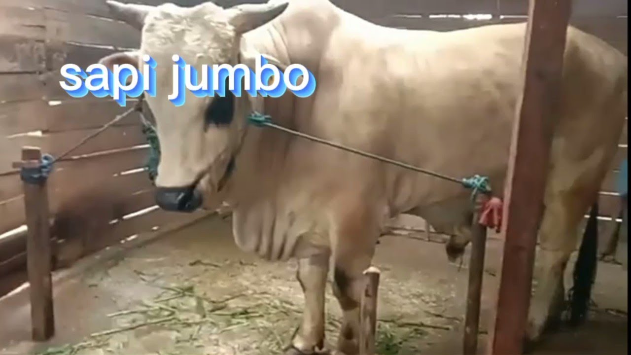 sapi po jumbo‼️ yg tersembunyi cuman 1 ekor dowang di kandang tapi sapi ...