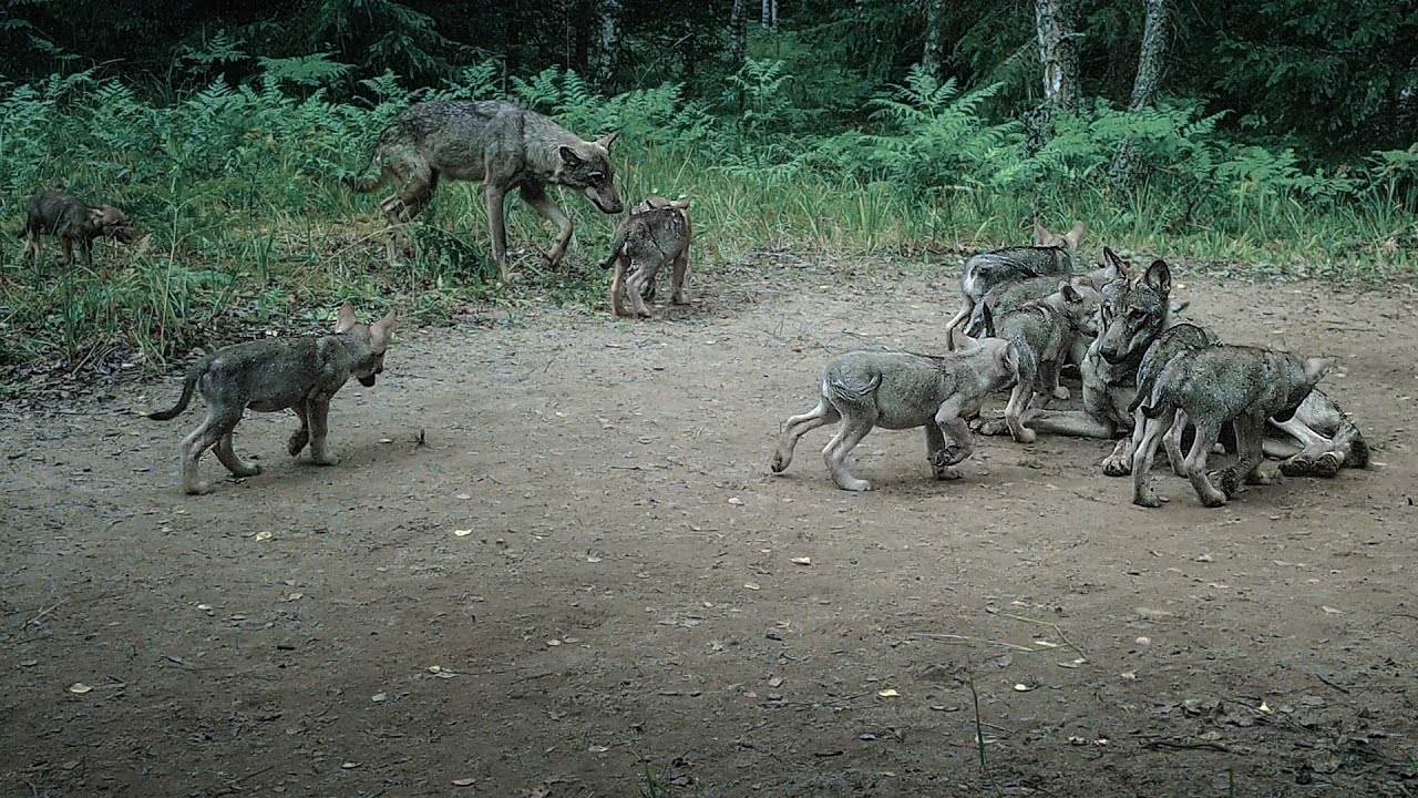 United wolf litters, their parents, and two subordinated wolves as pup ...