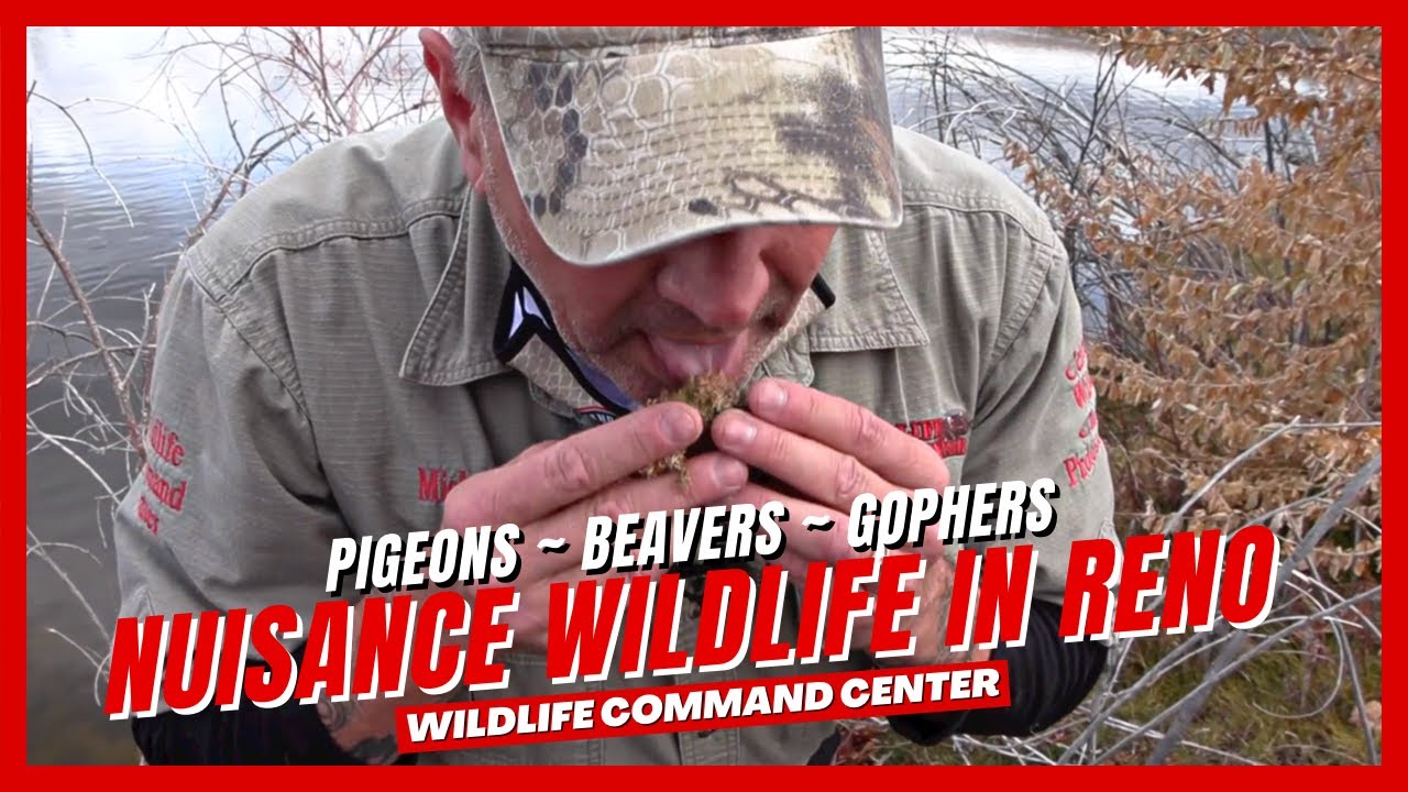 What Does Beaver Poop Taste Like 😆 | Wildlife Command Center - YouTube