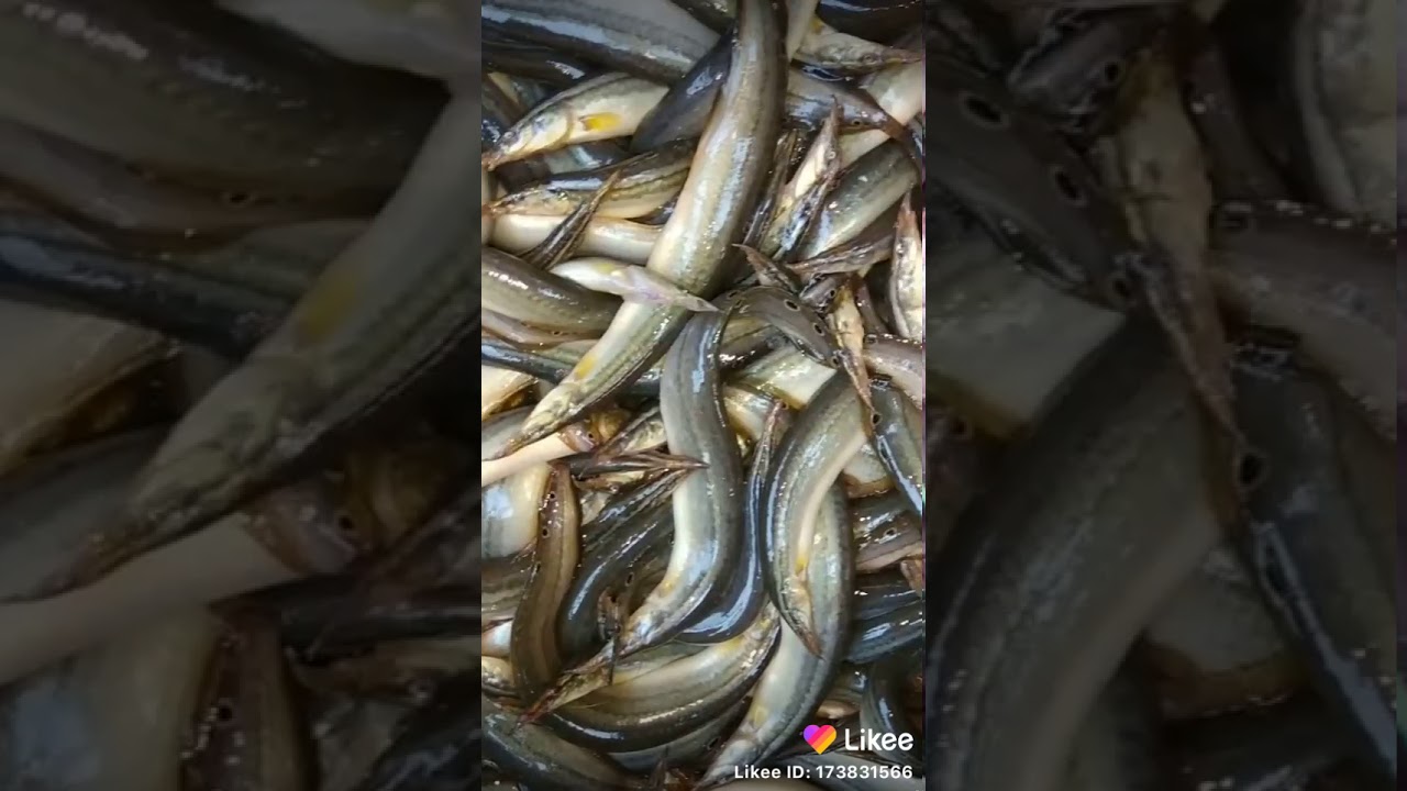 Gaicha machali.... - YouTube