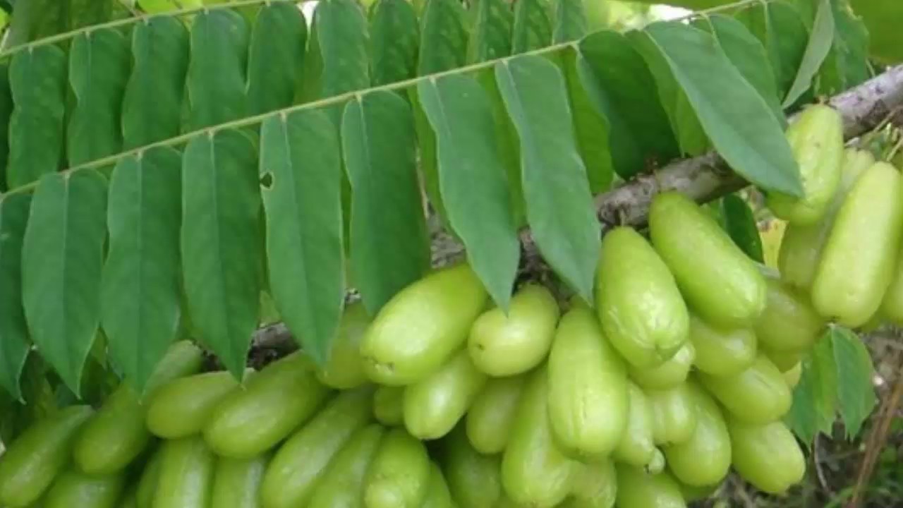 After Reading This, You Will Surely Eat Kamias Every Day! - YouTube