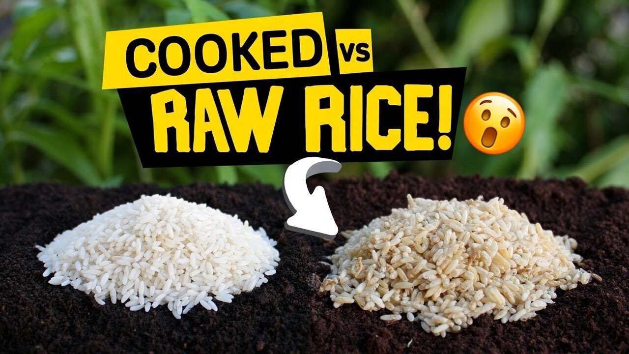 Raw Rice vs Cooked Rice: The 48-Hour Soil Microbe Wake-Up Test! - YouTube