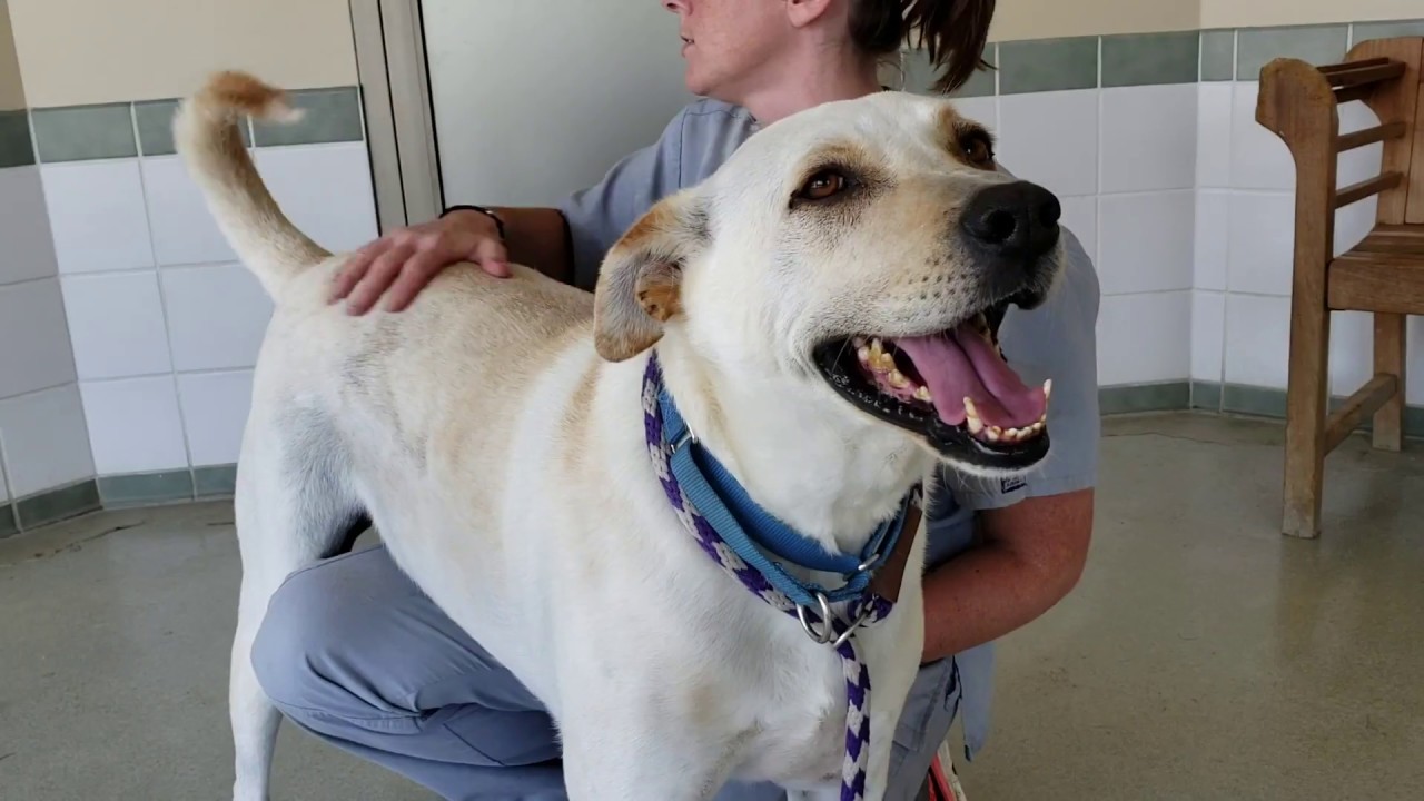 September 2018 - Pets of the Month // Butler County Humane Society ...