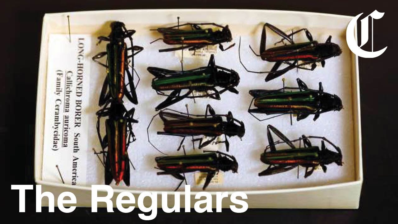 The Entomologist: Insect Expert Challenges Bias Against Bugs | The ...