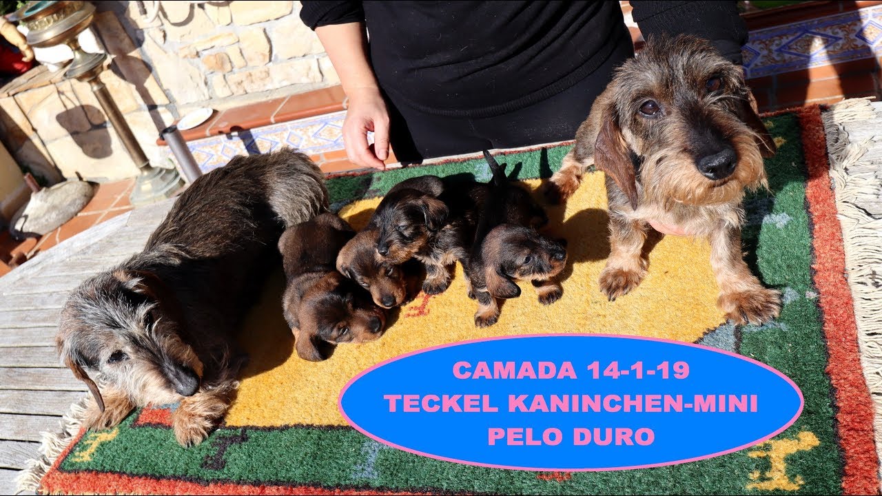 Cachorros De Teckel Miniatura Recién Nacidos